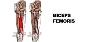Biceps Femoris – exercisereports.com